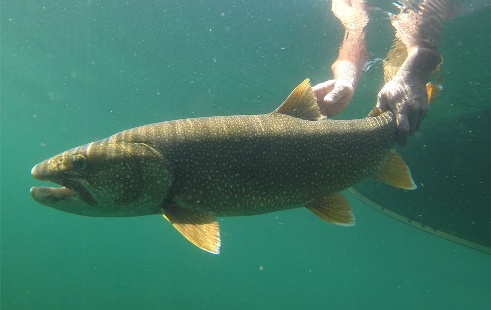 All About Lake Trout Fishing | Scott Lake Lodge